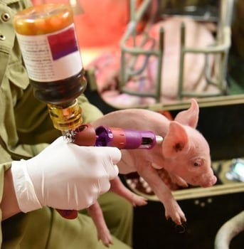 Wie kann ich eine Kokzidiose verhindern?